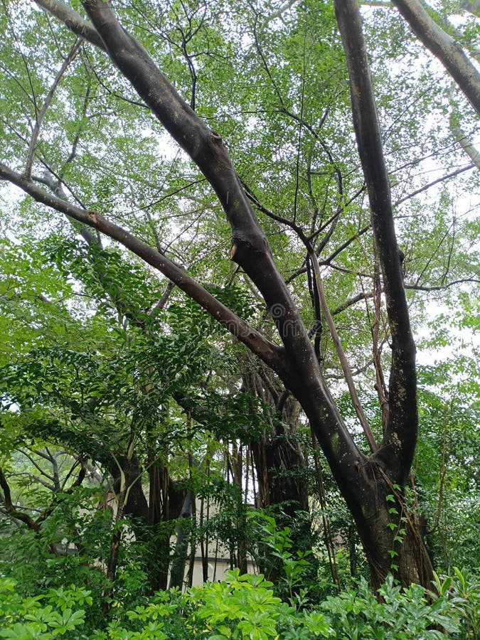 Large Linden Tree with Dense Green Foliage Stock Image - Image of grove ...