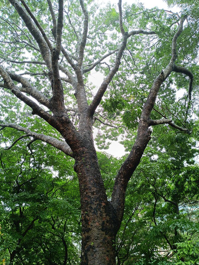 Large Linden Tree with Dense Green Foliage Stock Image - Image of green ...