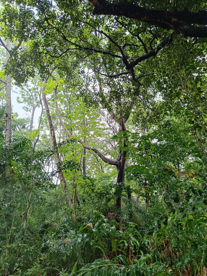 Large Linden Tree with Dense Green Foliage Stock Image - Image of large ...