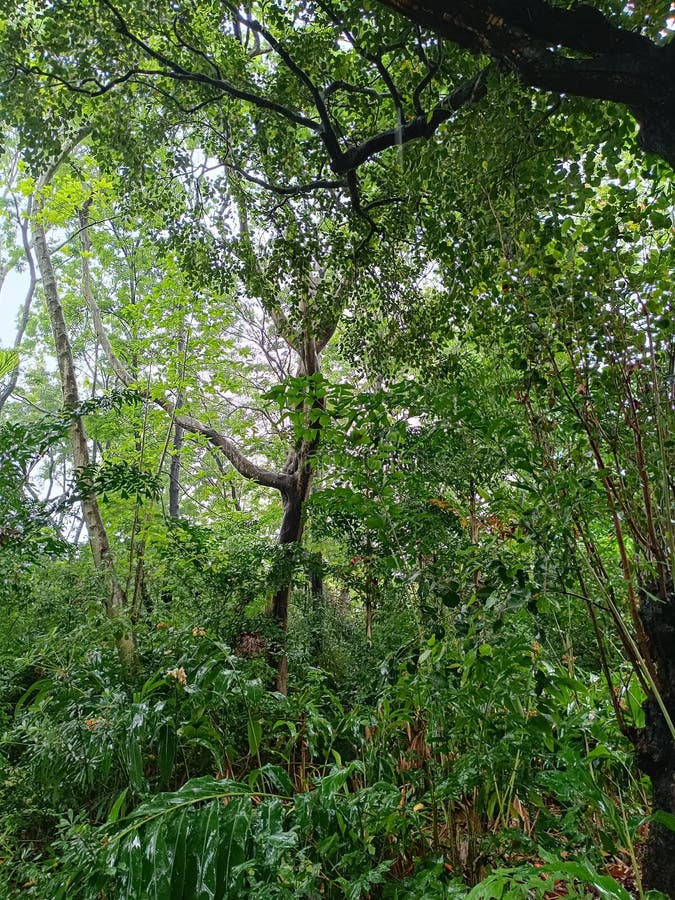Large Linden Tree with Dense Green Foliage Stock Photo - Image of ...