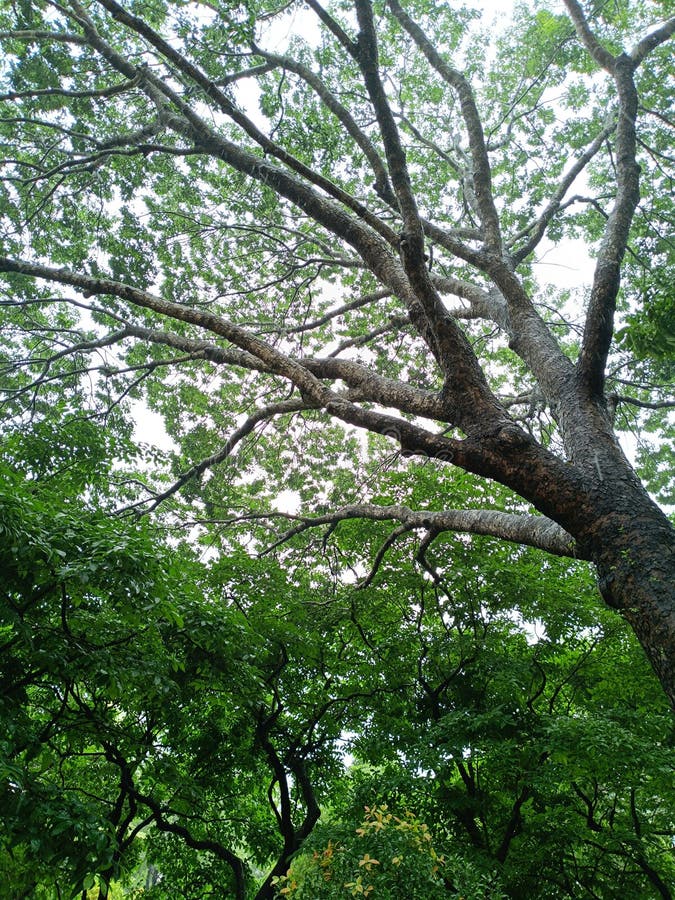 Large Linden Tree with Dense Green Foliage Stock Photo - Image of ...