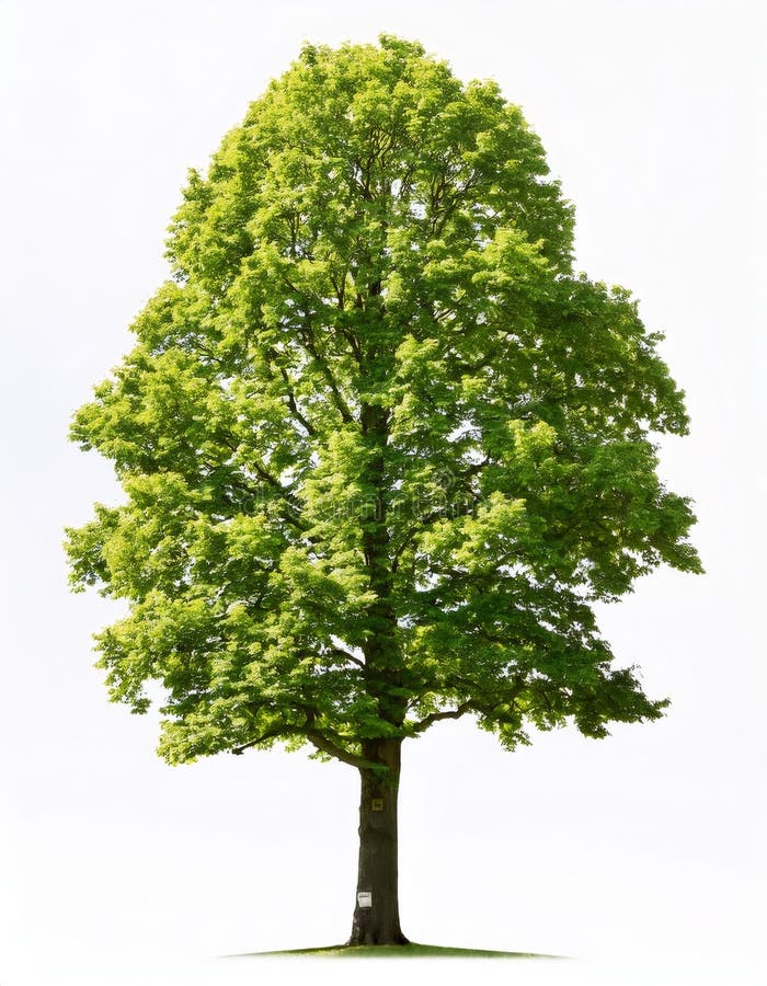 Large Linden Tree with Light Green Spring Foliage Isolated on White ...