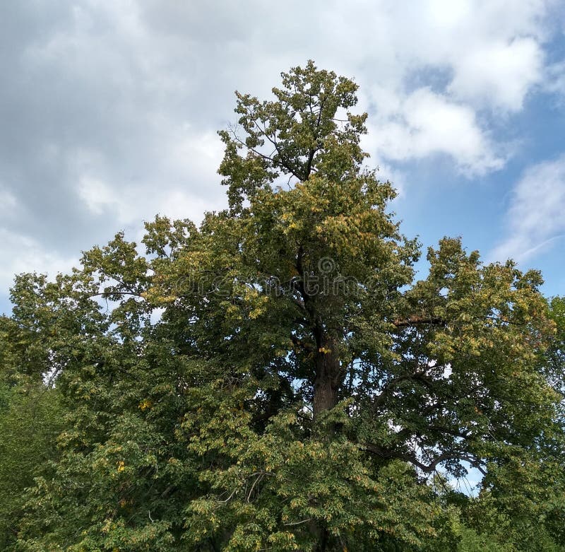 A Large Linden Tree stock photo. Image of branches, linden - 227576700