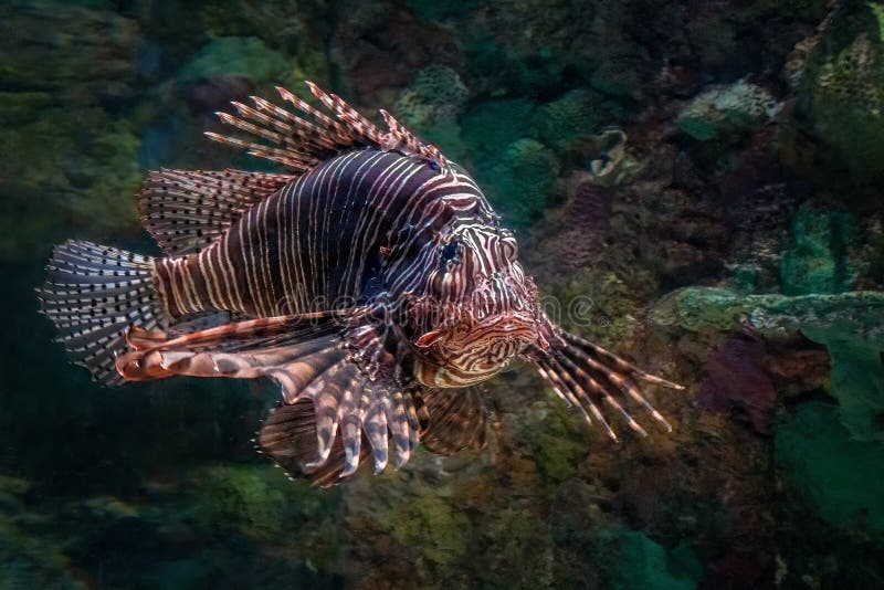 A Large Lionfish Swimming Underwater Stock Photo - Image of tail ...
