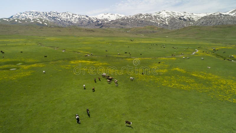 Large Livestock Areas and Mountain Landscapes Stock Photo - Image of ...