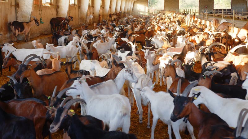 Large Livestock Farm for Goats and Cattle. Goats Walking on the Farm ...