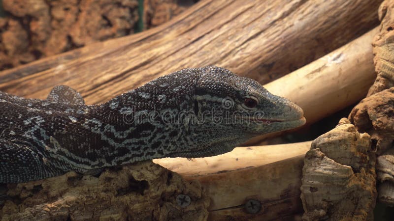 Large lizard in Tsingy stock video. Video of madagascan - 324949371