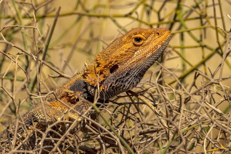Central Bearded Dragon in Northern Territory Australia Stock Image ...