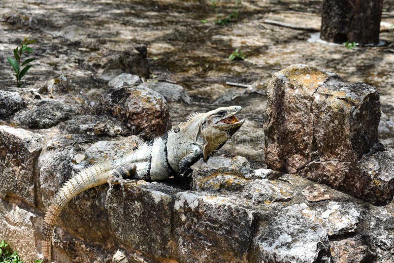 A Large Lizard Eats Fruit on Stones in Uxmal Stock Image - Image of ...