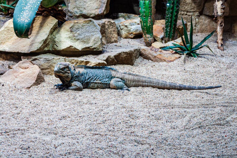 Large Lizard Laying in Sand Stock Image - Image of sand, flying: 150429687