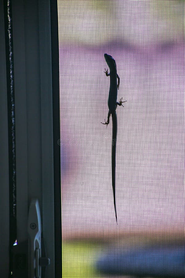 Large Lizard on Screen Door Stock Image - Image of lizard, door: 96004001