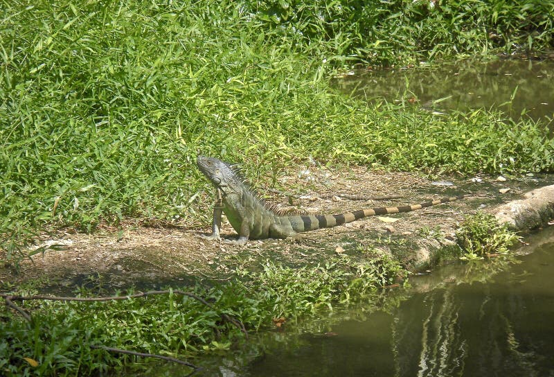 Large lizard stock photo. Image of nature, colorful, duck - 64174614