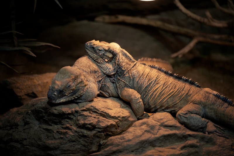 Large lizards sleeping stock photo. Image of scales, dragon - 76751318