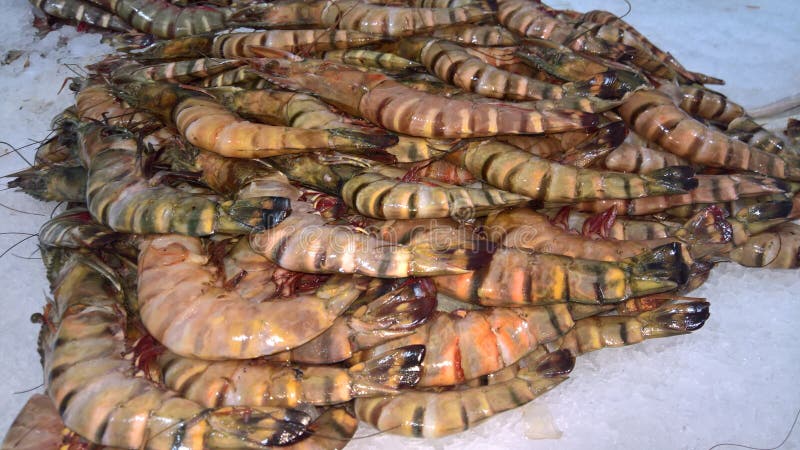 Prawns in Display at Market Stock Photo - Image of uncooked, styrofoam ...