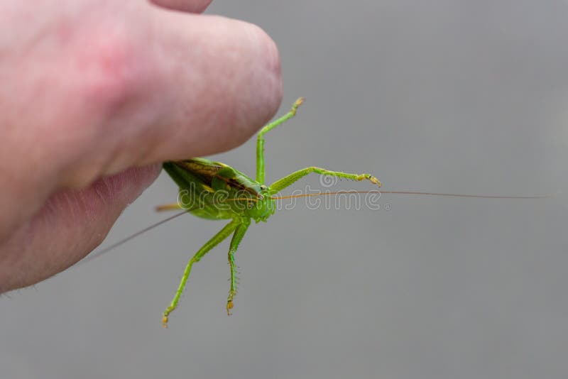 Large Locust in Hand Closeup. Grasshopper Was Caught Eating a Crop ...