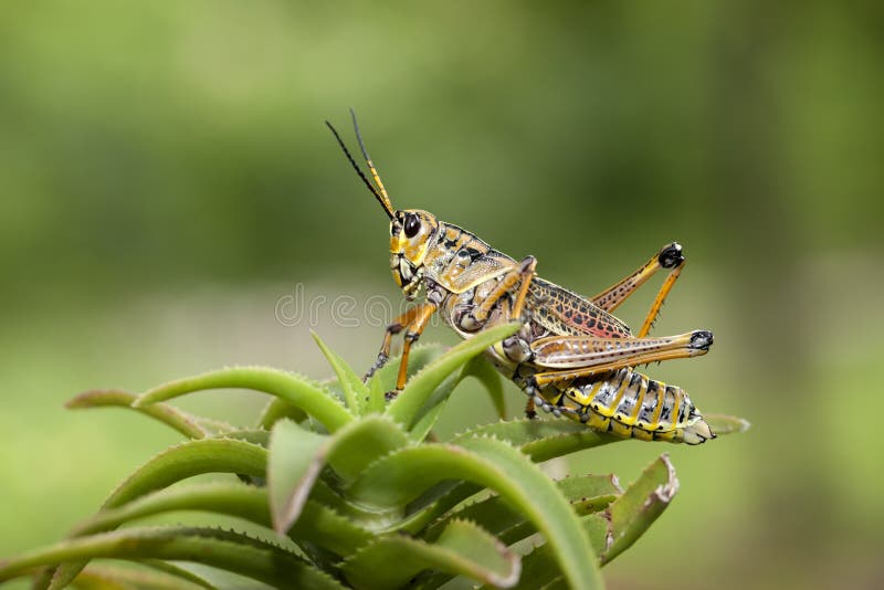 Large locust on a plant. stock photo. Image of wild, close - 96838520
