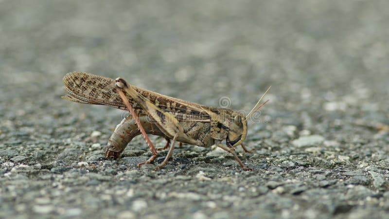Large Locust Preparing To Lay Eggs. Stock Video - Video of stage, pest ...
