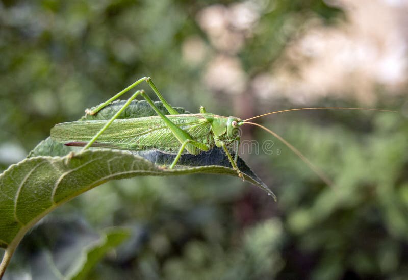 A Large Locust Sits on a Green Leaf Stock Image - Image of bright ...