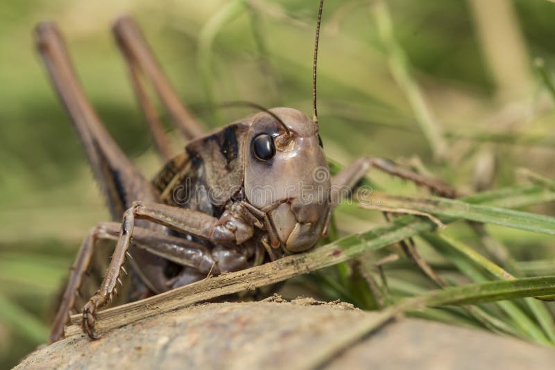 A Large Locust is Sitting on the Ground Stock Photo - Image of ground ...