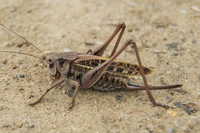 A Large Locust is Sitting on the Ground Stock Photo - Image of ...
