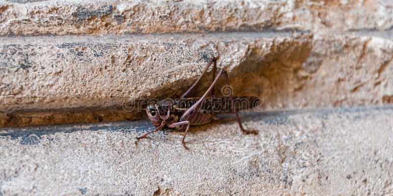 827 Flying Locust Stock Photos - Free & Royalty-Free Stock Photos from ...