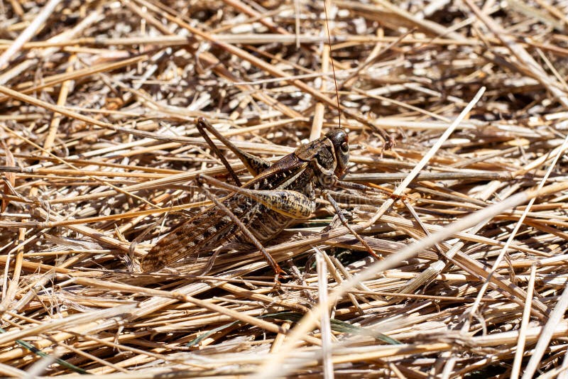 Large Locusts on the Straw. Pests of Crops and Agriculture Stock Image ...