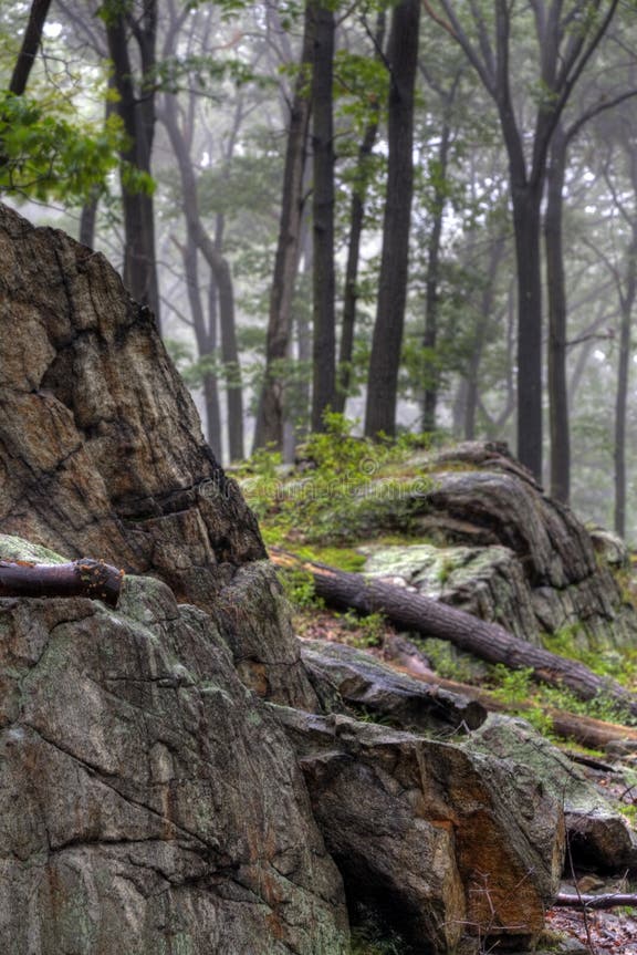 Large log stock image. Image of forest, mist, florest - 12001117