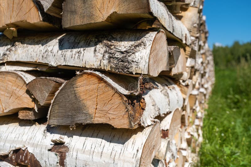 Large Log of Birch Firewood in Bright Sunlight Stock Image - Image of ...