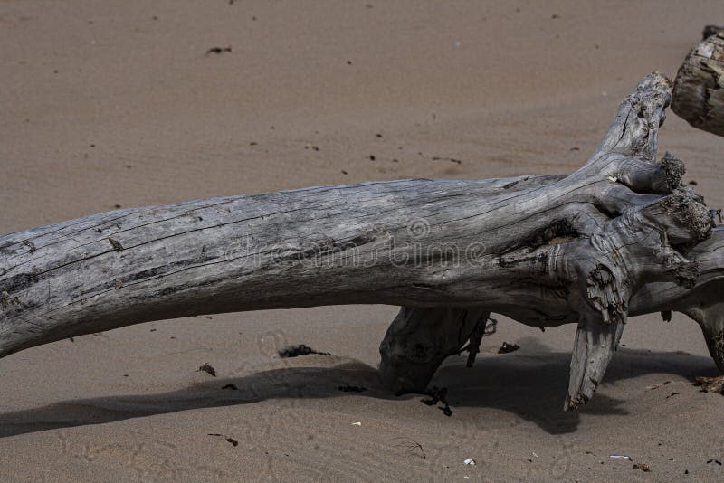 Large Log of Drift Wood Washed Up on Beach Stock Photo - Image of beach ...