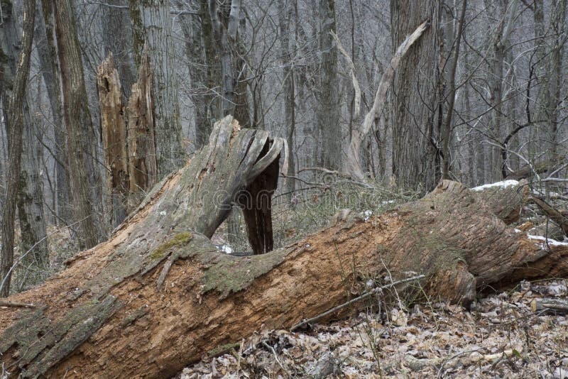 Massive Fallen Tree in Forest Stock Image - Image of massive, decaying ...