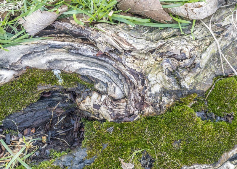 Exposed roots of trees stock photo. Image of trunk, outcrop - 99562474