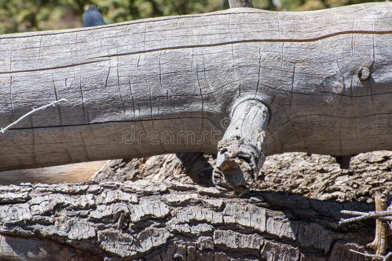A Large Log with a Hole in it Stock Image - Image of geology, structure ...