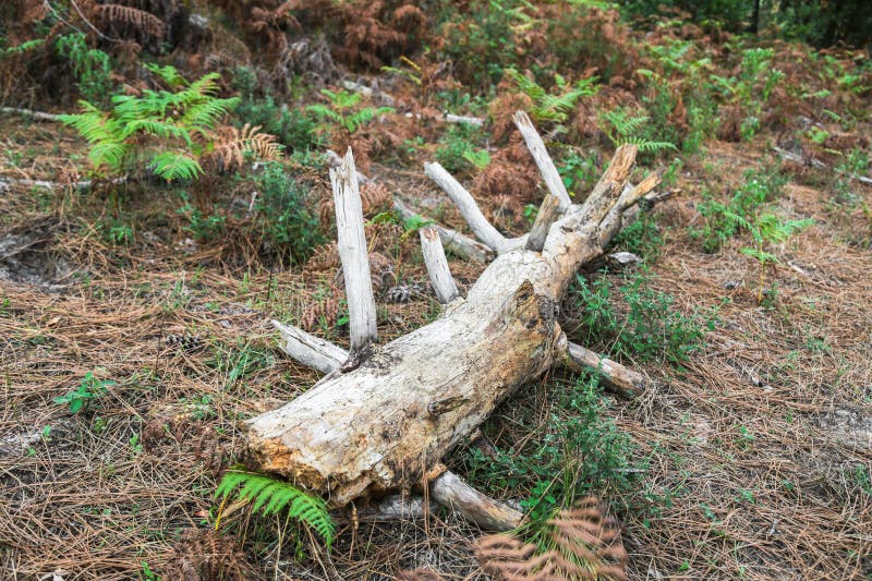 A Large Log Laying on the Ground in a Field Stock Image - Image of ...