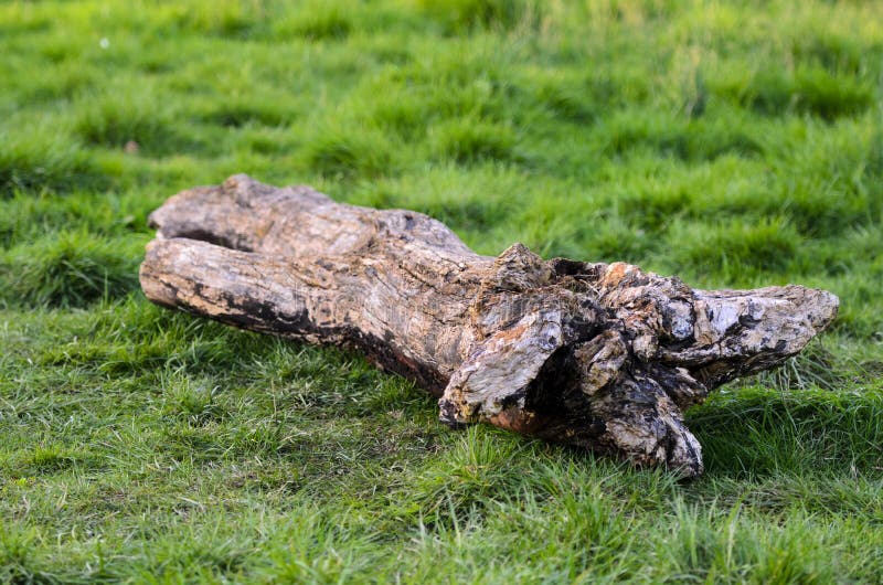 Large Log stock image. Image of roughness, timber, middle - 89373933