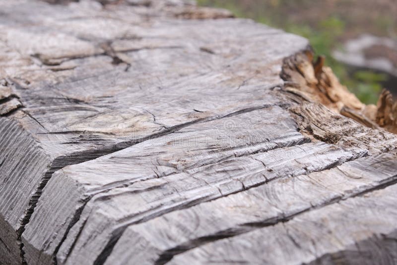 Large Log of Old Wood in the Forest with Cut Marks and Textures, Close ...