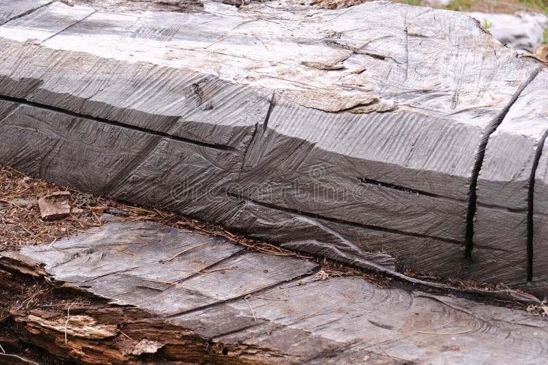 Large Log of Old Wood in the Forest with Cut Marks and Textures Stock ...