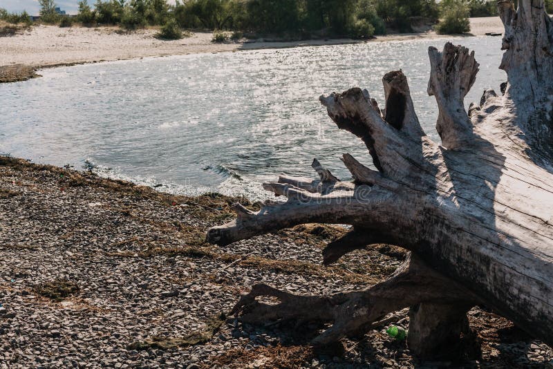 Large Log with Roots on a River Beach Stock Photo - Image of driftwood ...