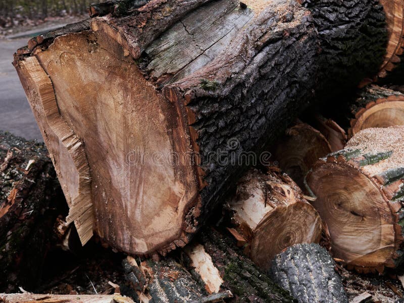 A Large Log is Sitting on the Ground with Several Smaller Logs on Top ...