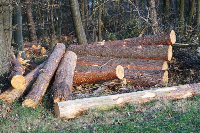 Large Logs Lie in the Middle of a Coniferous Forest in Early Spring ...