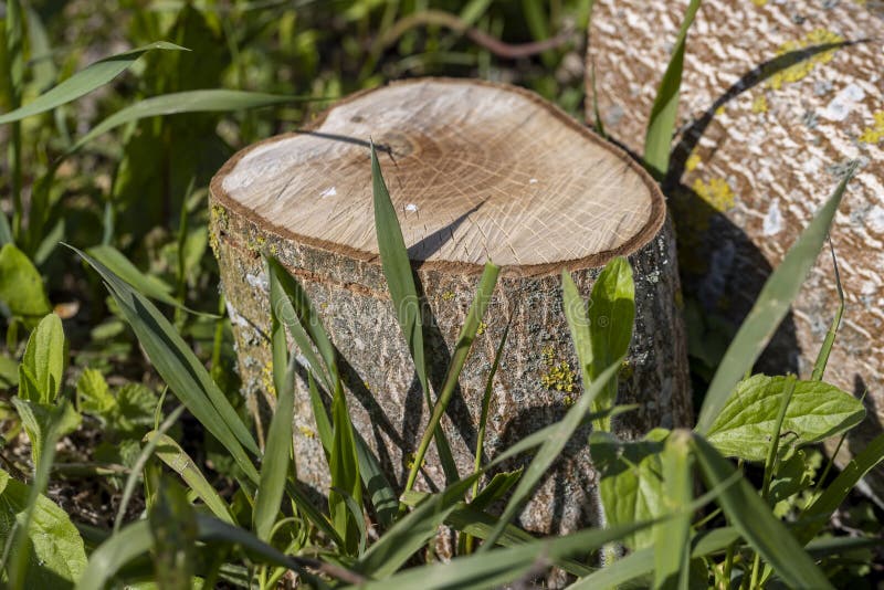 Large Logs Made of Apple Trees Stock Image - Image of nature, damage ...