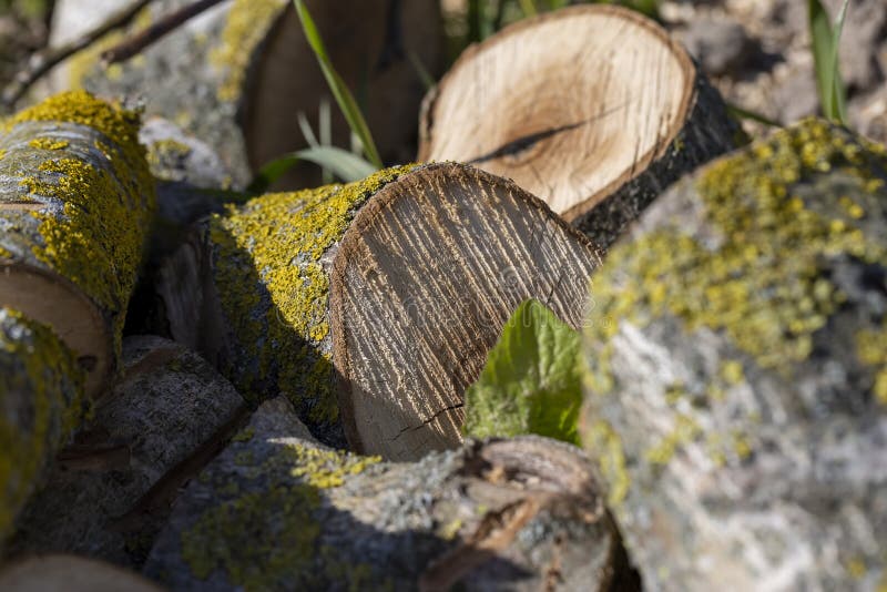 Large Logs Made of Apple Trees Stock Photo - Image of wooden, brown ...