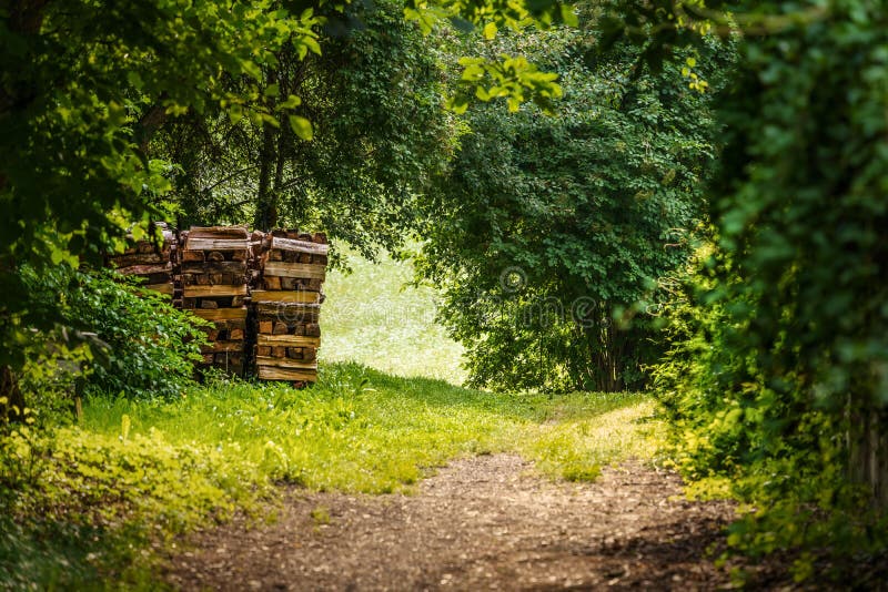 Large Logs Stacked Near a Small Trail in the Forest Stock Image - Image ...