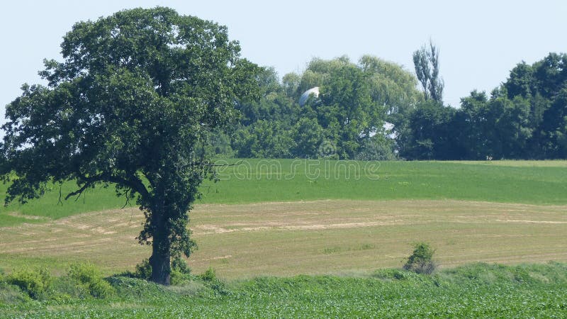Large, Lone Tree stock image. Image of green, colors - 86454395