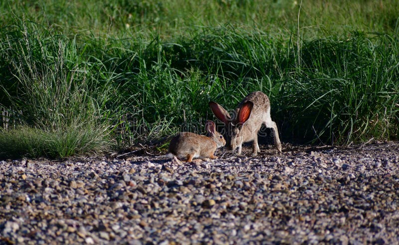 Desert Jackrabbit in Saguaro National Park Stock Image - Image of ...