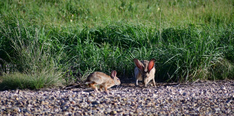 Desert Jackrabbit in Saguaro National Park Stock Image - Image of ...
