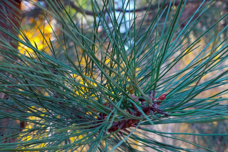 Large Long Green Needles on Pine or Conifer Needles. Stock Photo ...