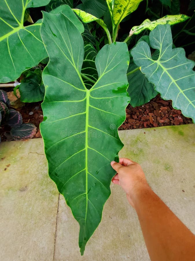 A Large and Long Leaf of Philodendron Maximum, a Rare Tropical Plant ...