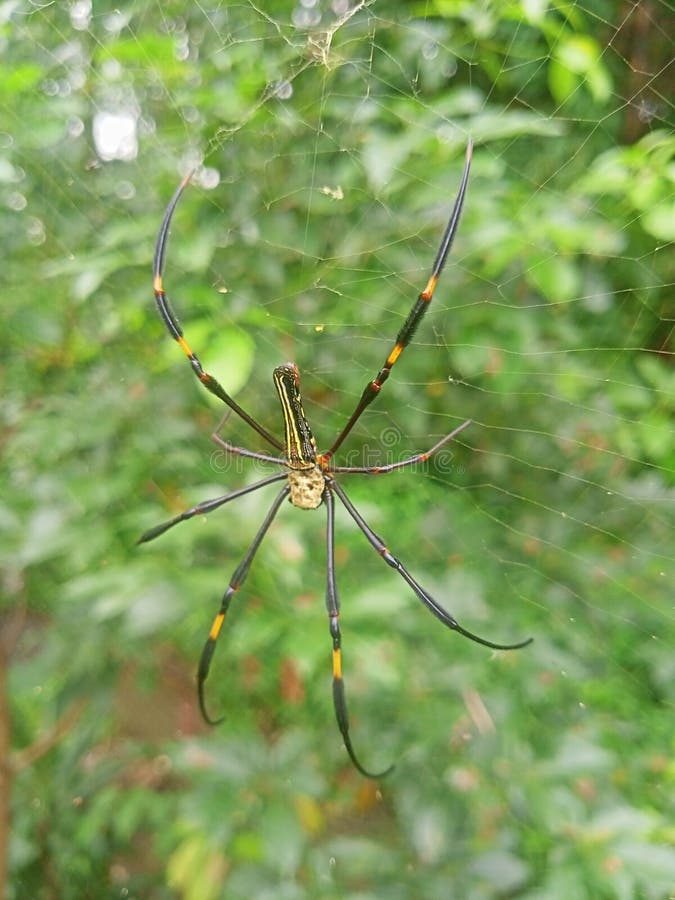 Large Long-legged Spider with Yellow Stripes on Its Web Stock Image ...