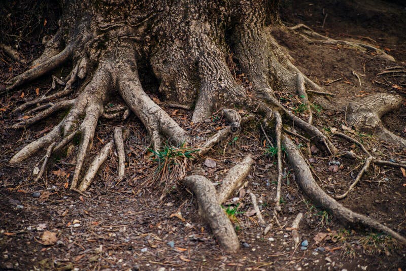 Large and Long Tree Roots. Forest or Park Stock Photo - Image of growth ...