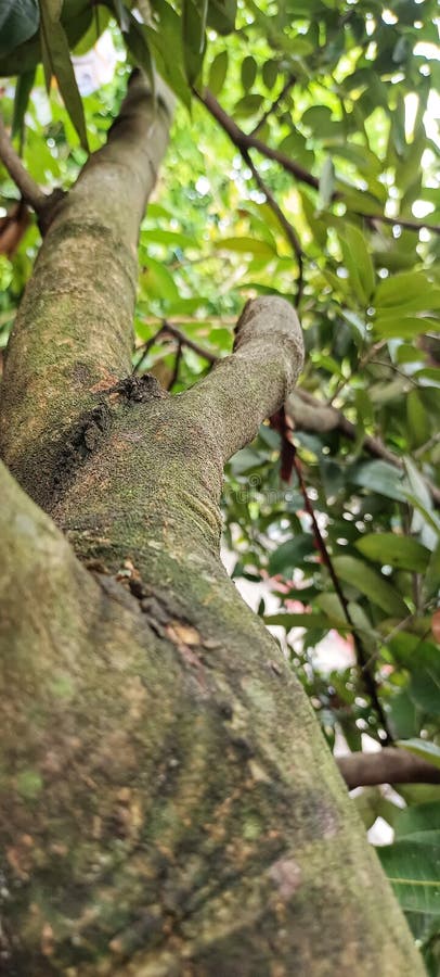 A Large Longan Tree Trunk with Dense Leaves. Longan Tree Stock Image ...